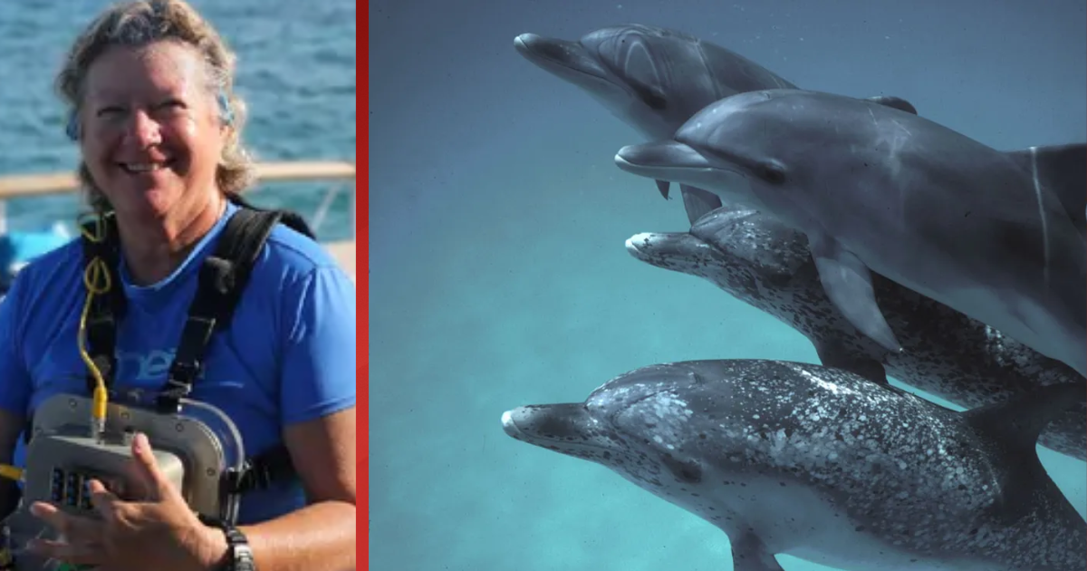 DolphinGemma: Google’s New AI Model Could Help Humans Understand ...